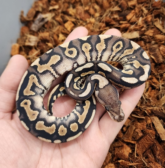 Cinny Yb Crypton Het Dg Ball Python by Bobs Balls