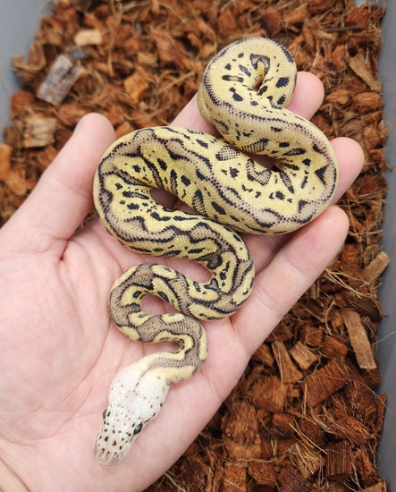 Pastel Leopard Clown Ball Python by Bobs Balls