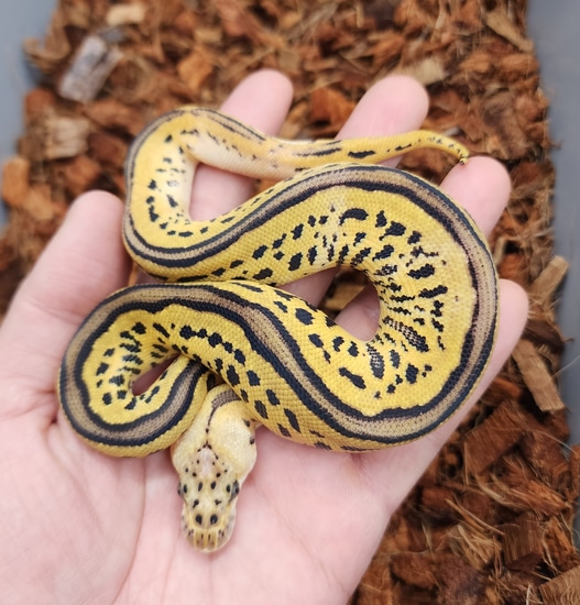 Pastel Leopard Clown 66% Ph Pied Ball Python by Bobs Balls