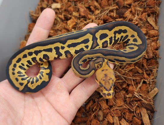 Leopard Clown Ball Python by Bobs Balls