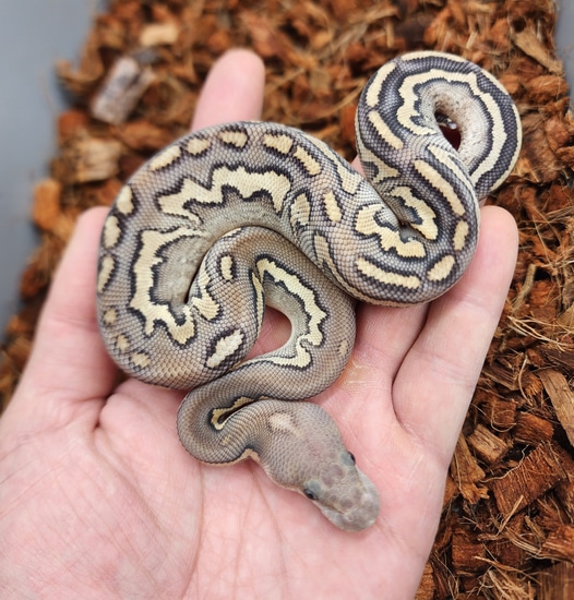 Cypress Cinny Fire Yb Clown Ball Python by Bobs Balls