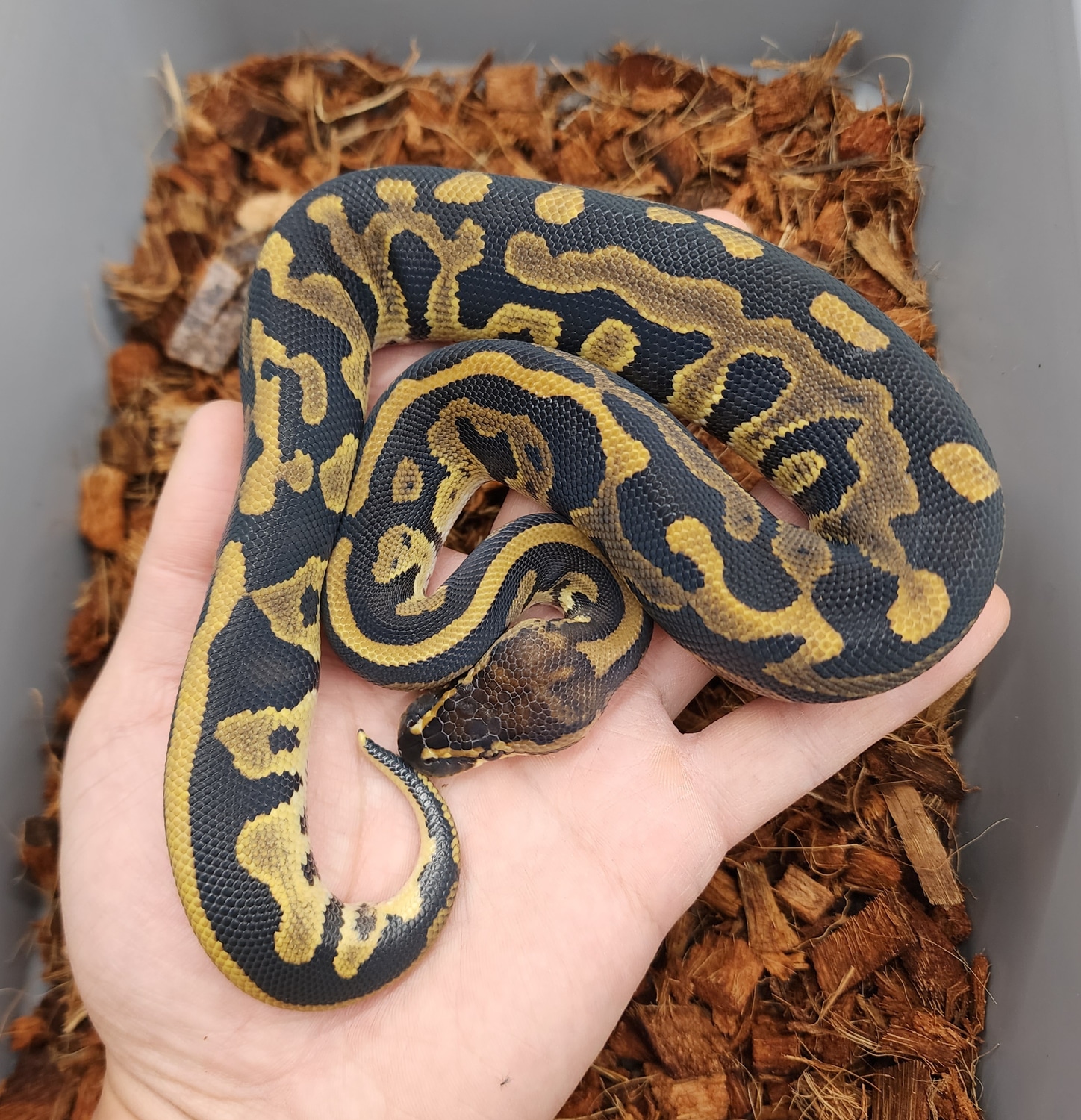 Redhead Leopard Het Clown Ball Python by Bobs Balls - MorphMarket