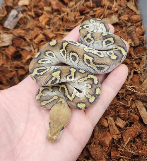 Cypress Mojave Yb Clown Ball Python by Bobs Balls