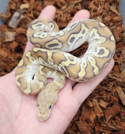 Cypress Mojave Fire Clown Ball Python by Bobs Balls