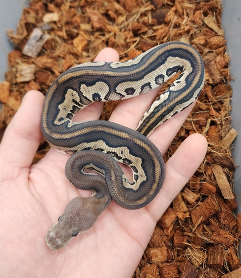 Leopard Cinny Cypress Clown Ball Python by Bobs Balls