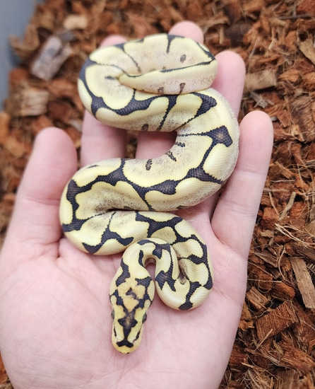 Dg Spider Yb Het Cryptic Ball Python by Bobs Balls