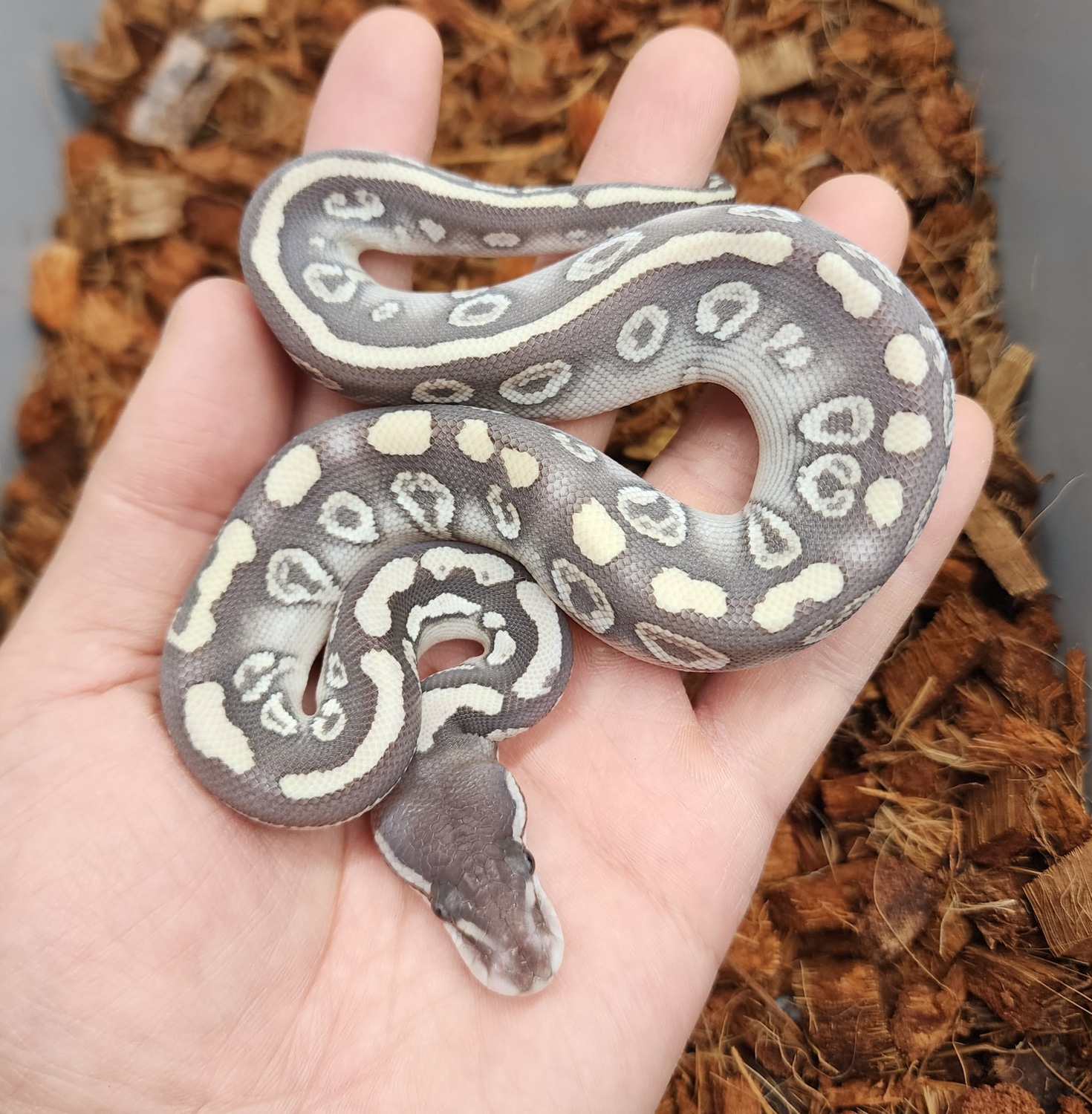Super Mystic Ball Python by Bobs Balls - MorphMarket