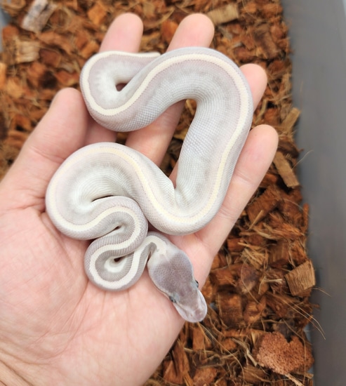 Mystic Potion Nanny Pin Ball Python by Bobs Balls
