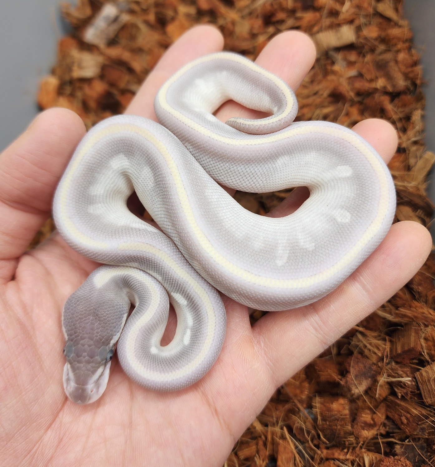 Mystic Potion Nanny Ball Python by Bobs Balls - MorphMarket