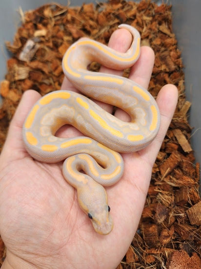 Banana Cinny Redstripe Calico Ball Python by Bobs Balls