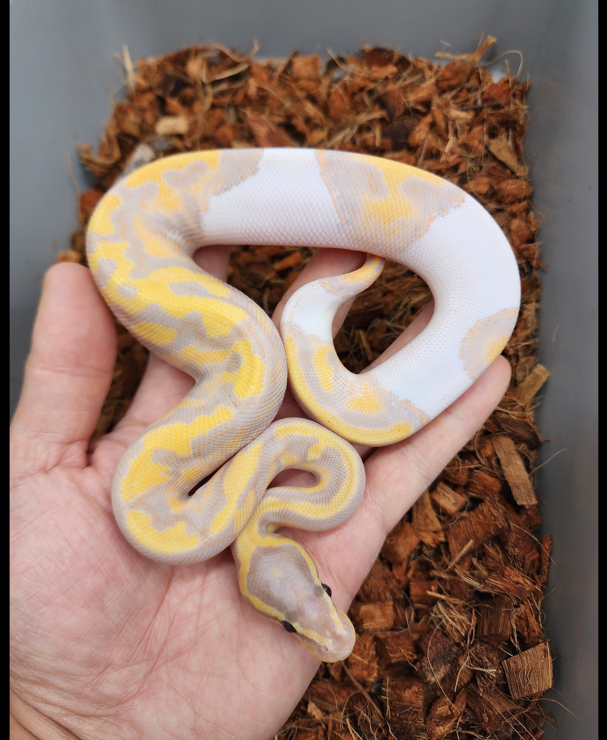 Banana Pied Ball Python by Bobs Balls - MorphMarket