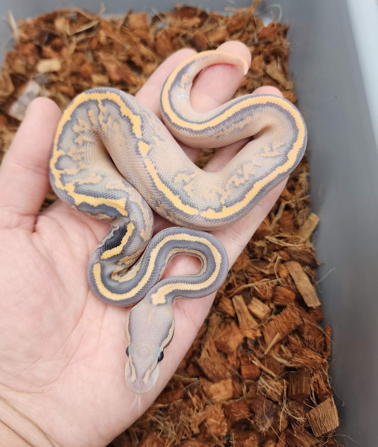 Od Black Pastel Fire Yb Hypo Ball Python by Bobs Balls - MorphMarket