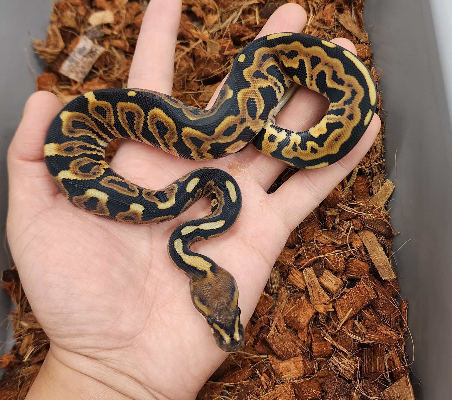 Black Pastel Leopard Spotnose Dh Hypo Dg Ball Python by Bobs Balls ...