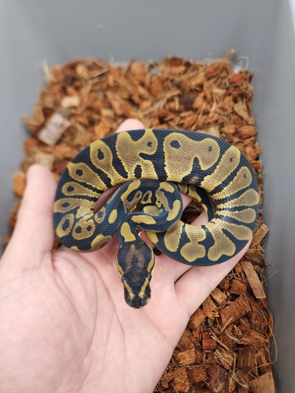 Leopard Dh Hypo Dg Ball Python by Bobs Balls