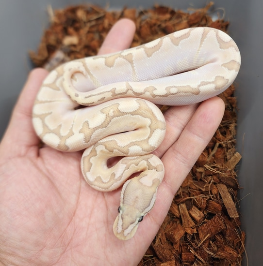 Od Enchi Bamboo Hypo Ball Python by Bobs Balls