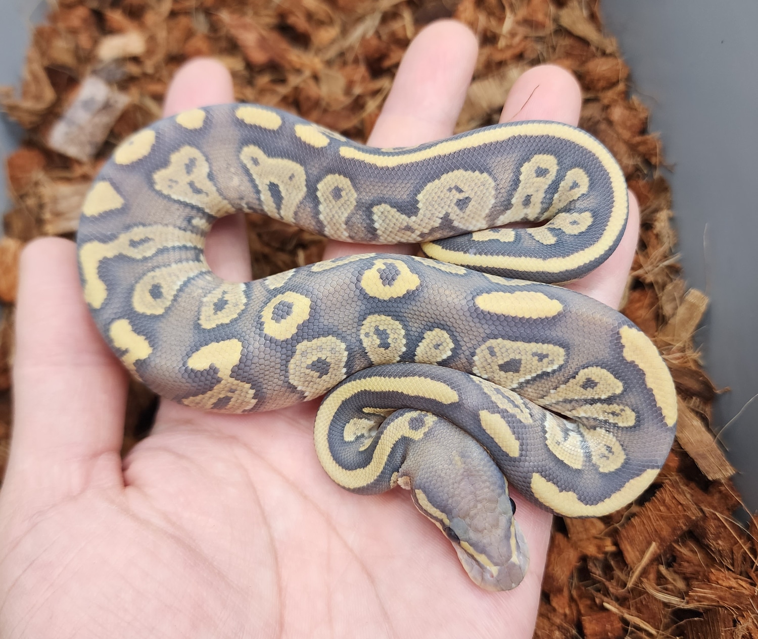 Blackhead Hypo Ball Python by Bobs Balls - MorphMarket