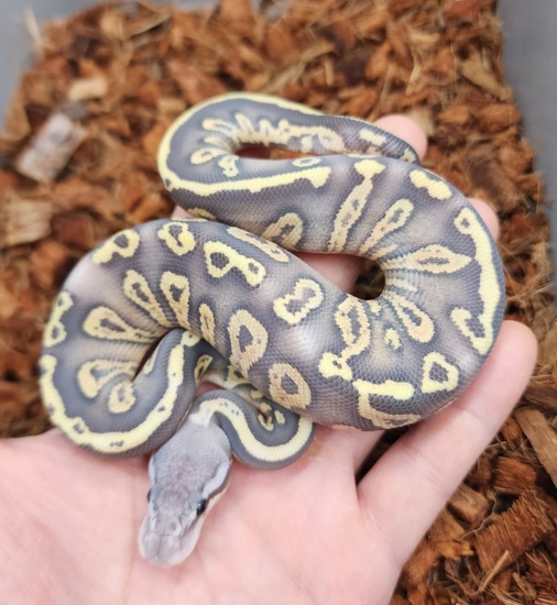 Firefly Blackhead Hypo Ball Python by Bobs Balls