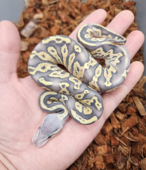 Firefly Blackhead Hypo Ball Python by Bobs Balls