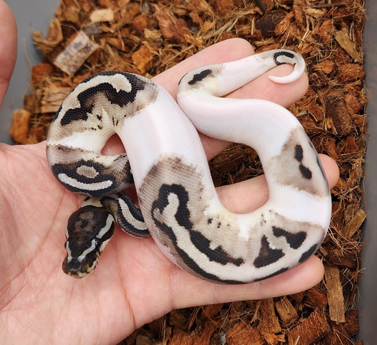 Vpi Axanthic Pied Ball Python by Bobs Balls