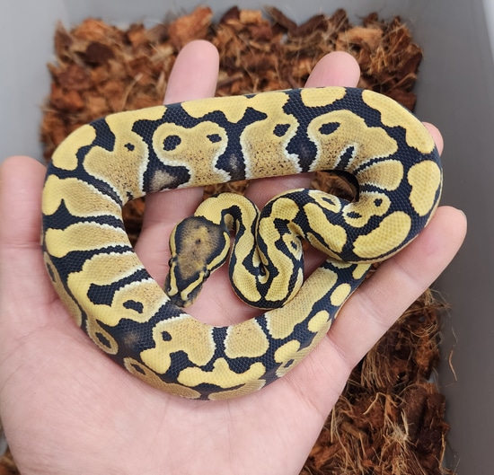Dg Het Clown Ball Python by Bobs Balls