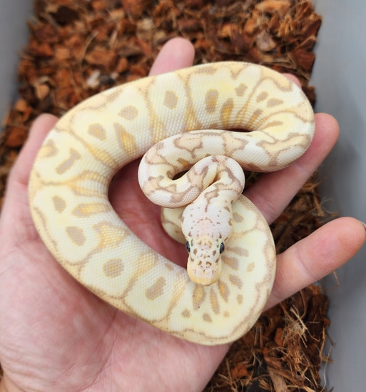 Pastel Spotnose Banana Clown Ball Python by Bobs Balls