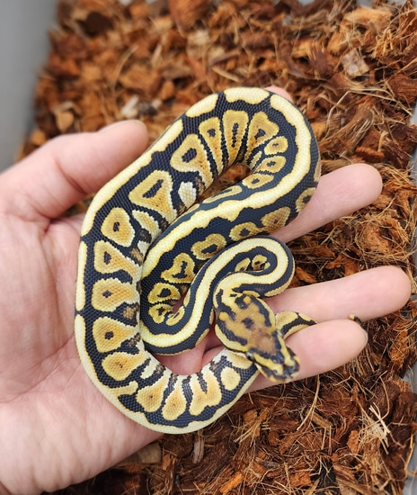 Redstripe Spotnose Russo Het Clown Ball Python by Bobs Balls