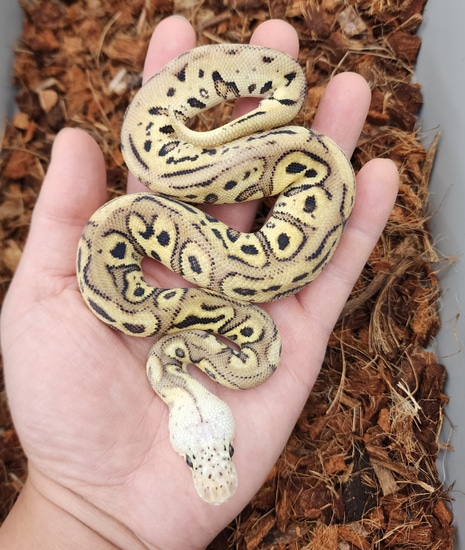 Pastel Leopard Spotnose Clown Ball Python by Bobs Balls