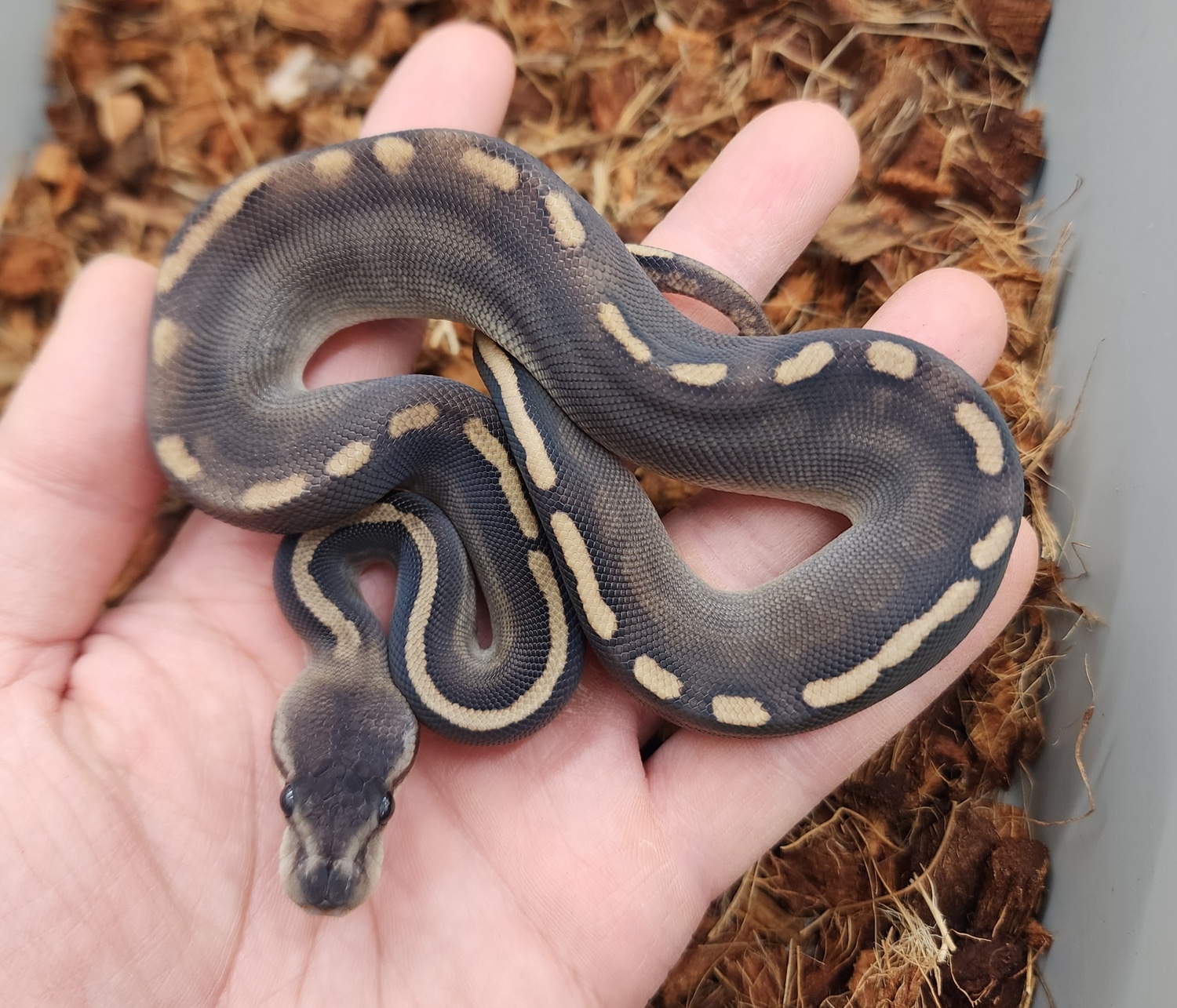 Ghi Blackhead Cinny Ball Python by Bobs Balls - MorphMarket