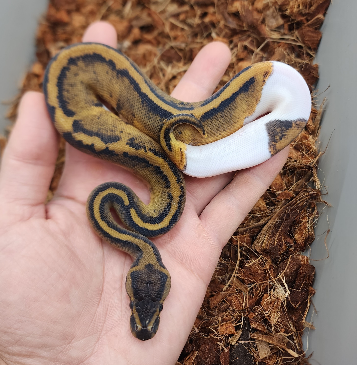 Mahogany Pied Ball Python by Bobs Balls - MorphMarket