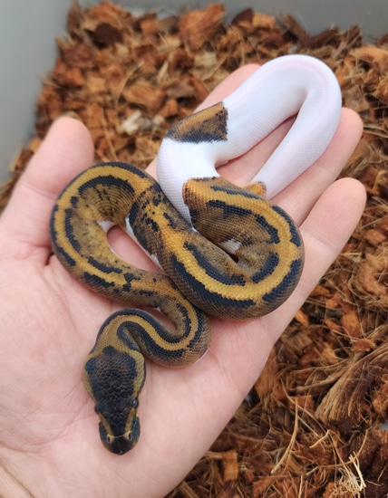 Mahogany Pied Ball Python by Bobs Balls