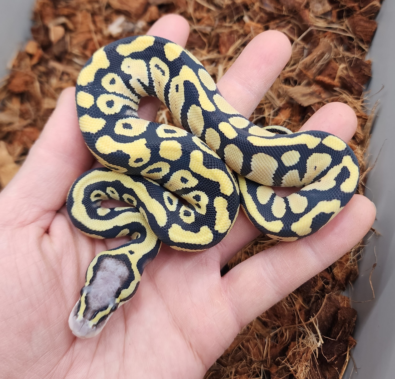Pastel Yb Dg Het Cryptic Ball Python by Bobs Balls - MorphMarket