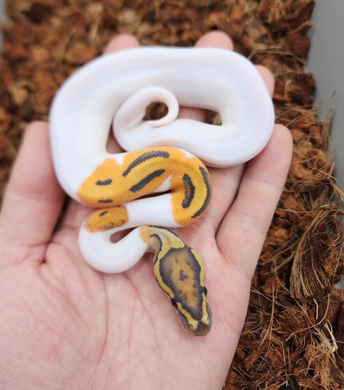 Od Hypo Pied Ball Python by Bobs Balls