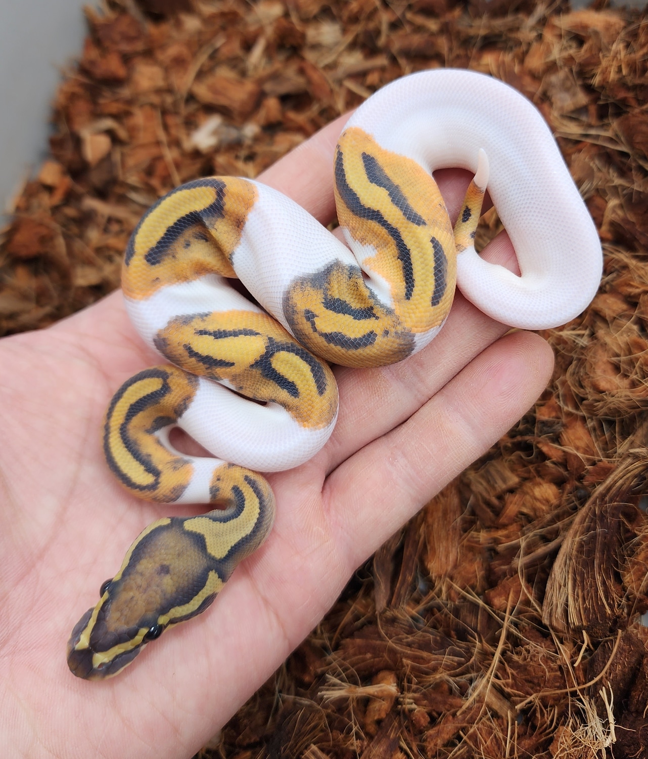 Hypo Pied Ball Python by Bobs Balls - MorphMarket
