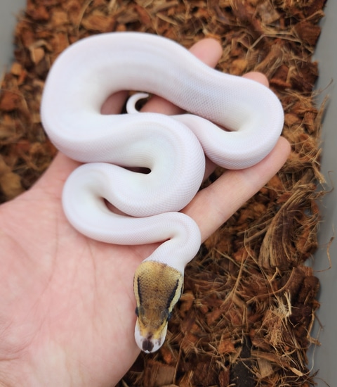 Od Cinny Pied 66% Ph Hypo Ball Python by Bobs Balls