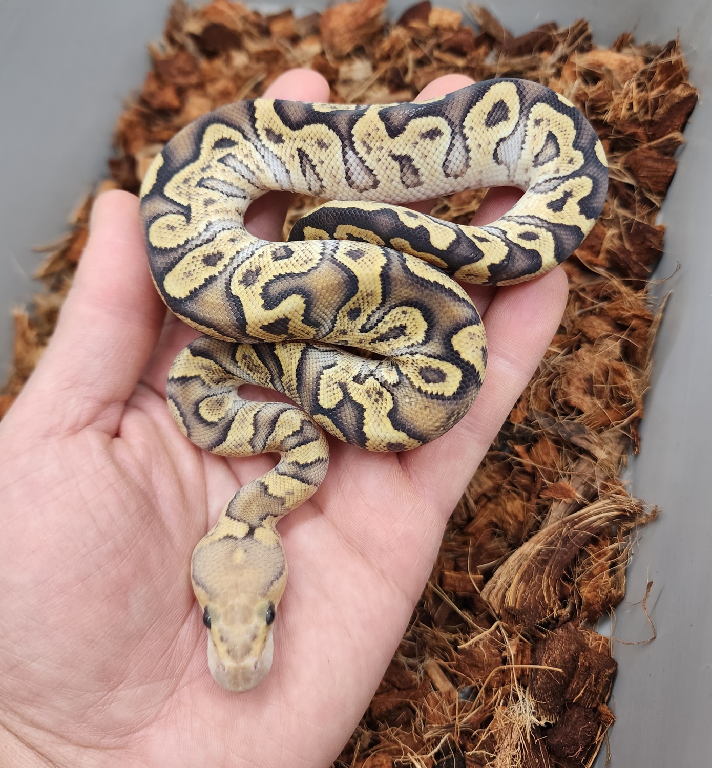 Ghi Redstripe Fire Clown Ball Python by Bobs Balls - MorphMarket