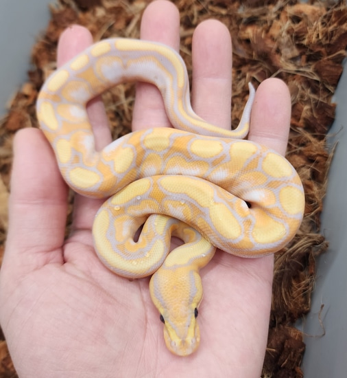 Banana Redstripe Calico Ball Python by Bobs Balls