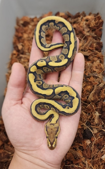 Redstripe Fire Het Clown Ball Python by Bobs Balls