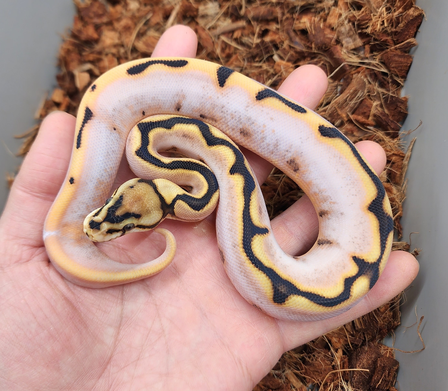 Super Od Calico Yb Spider Ball Python by Bobs Balls - MorphMarket