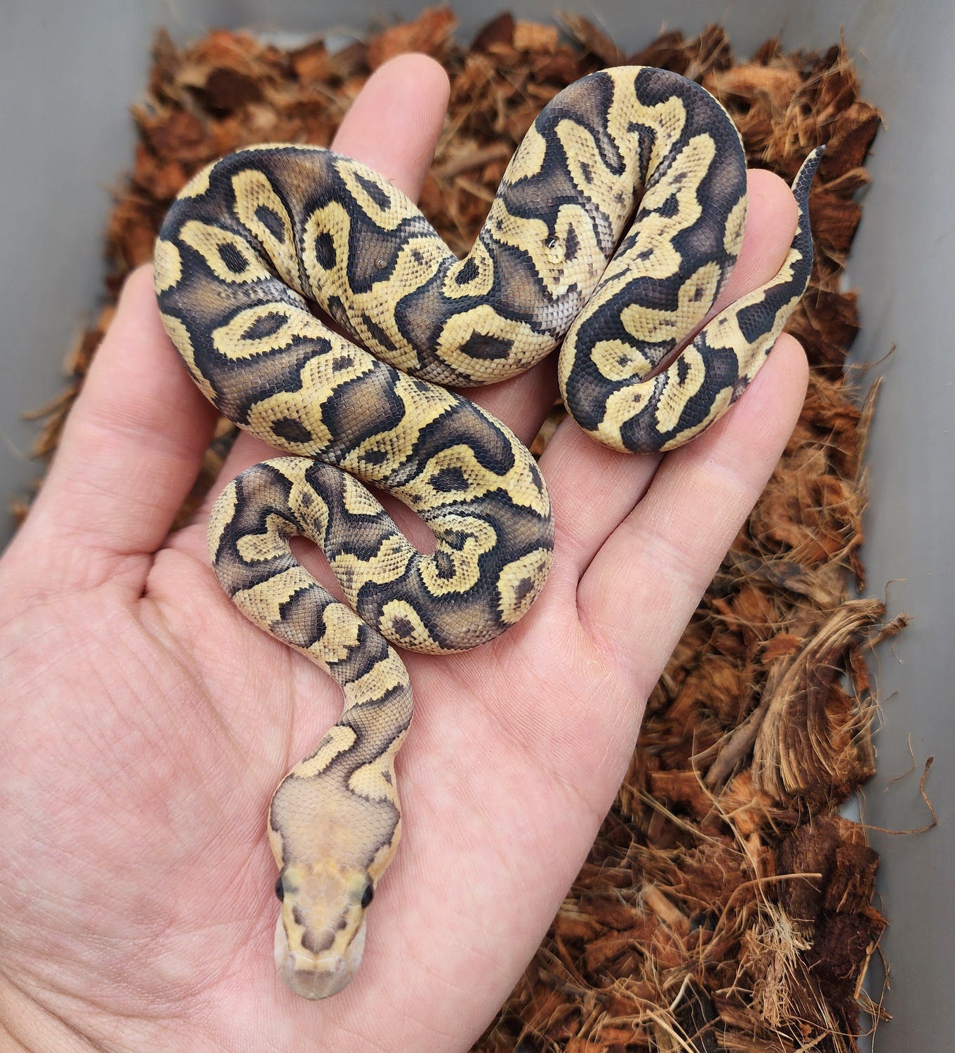 Ghi Redstripe Fire Clown Ball Python by Bobs Balls - MorphMarket
