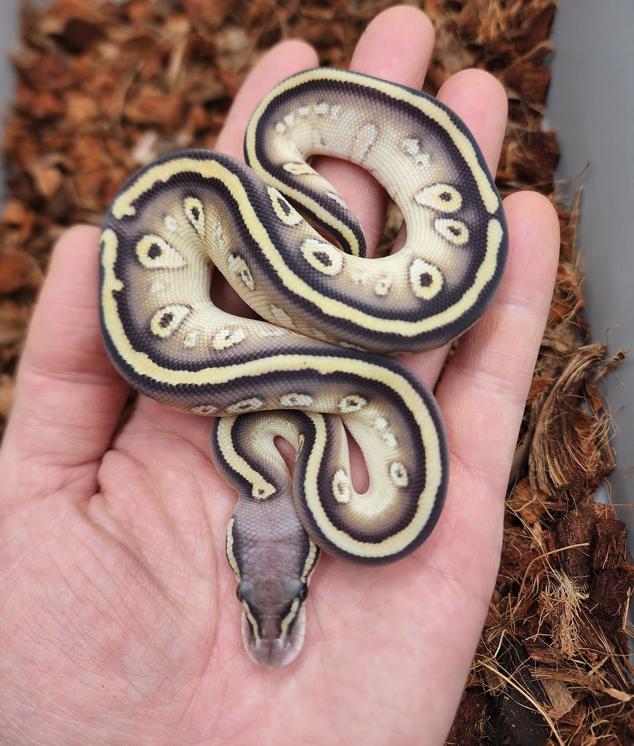 Pastel Lesser Cypress Het Hypo Ball Python by Bobs Balls - MorphMarket