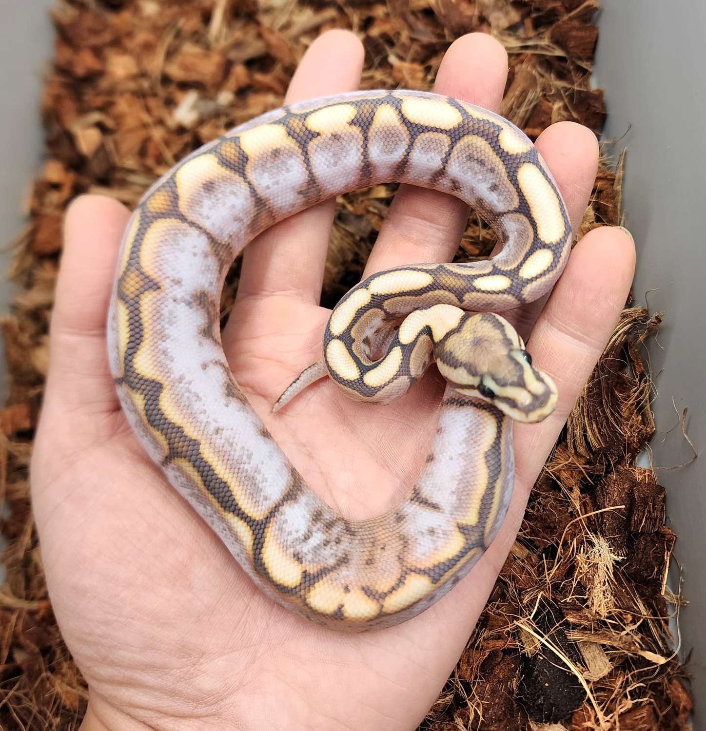 Hypo Black Pastel Calico Spider Ball Python by Bobs Balls - MorphMarket