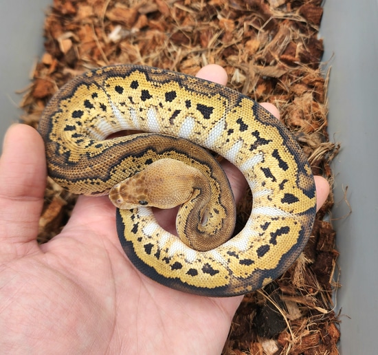 Redhead Yb Clown Ball Python by Bobs Balls