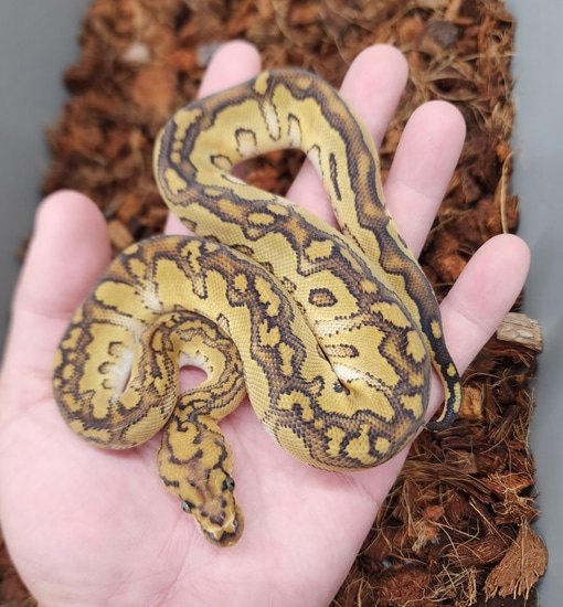 Rs Russo Clown Ball Python by Bobs Balls