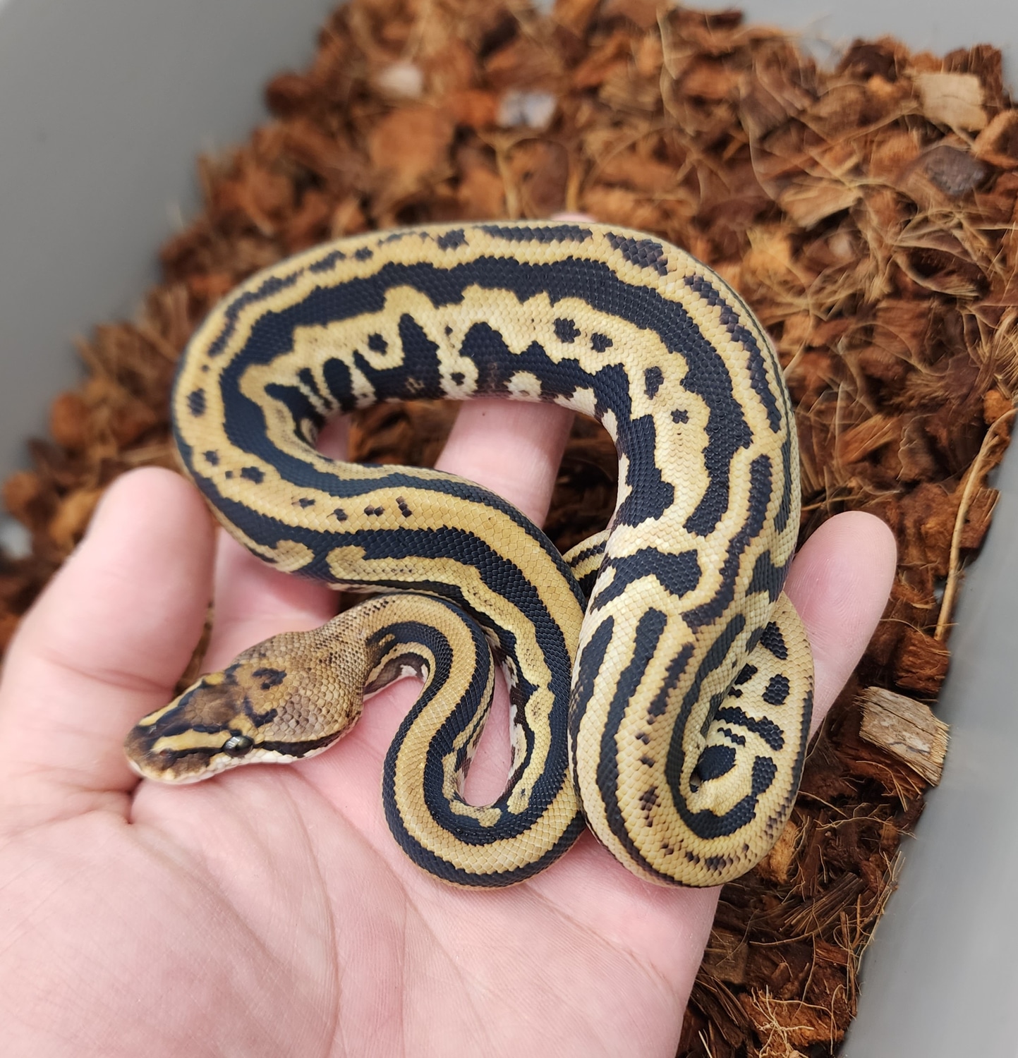 Redhead Leo Spotnose Poss Yb Het Clown Ball Python by Bobs Balls ...