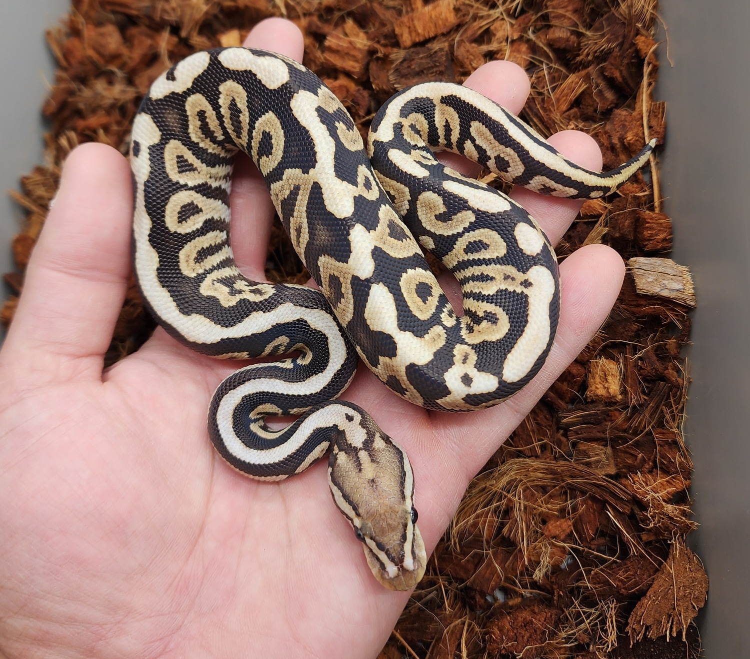 Black Pastel Spotnose Redhead 50% Ph Hypo Ball Python by Bobs Balls - MorphMarket