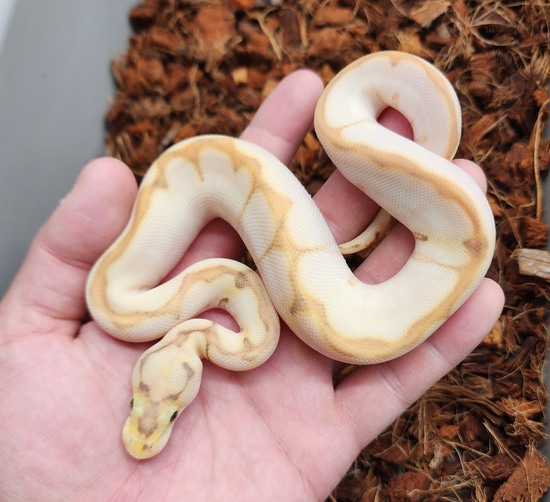 Banana Lesser Spider Clown Ball Python by Bobs Balls