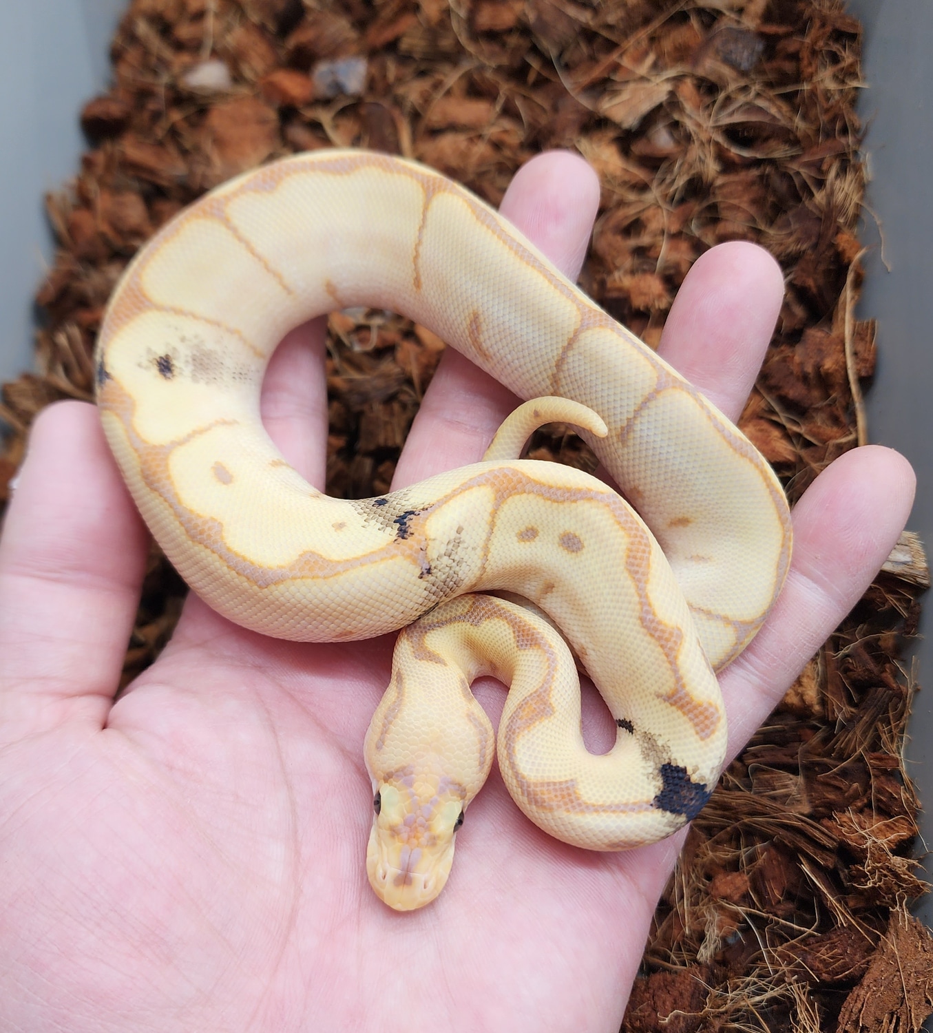 Banana Spider Clown Paradox Ball Python by Bobs Balls - MorphMarket