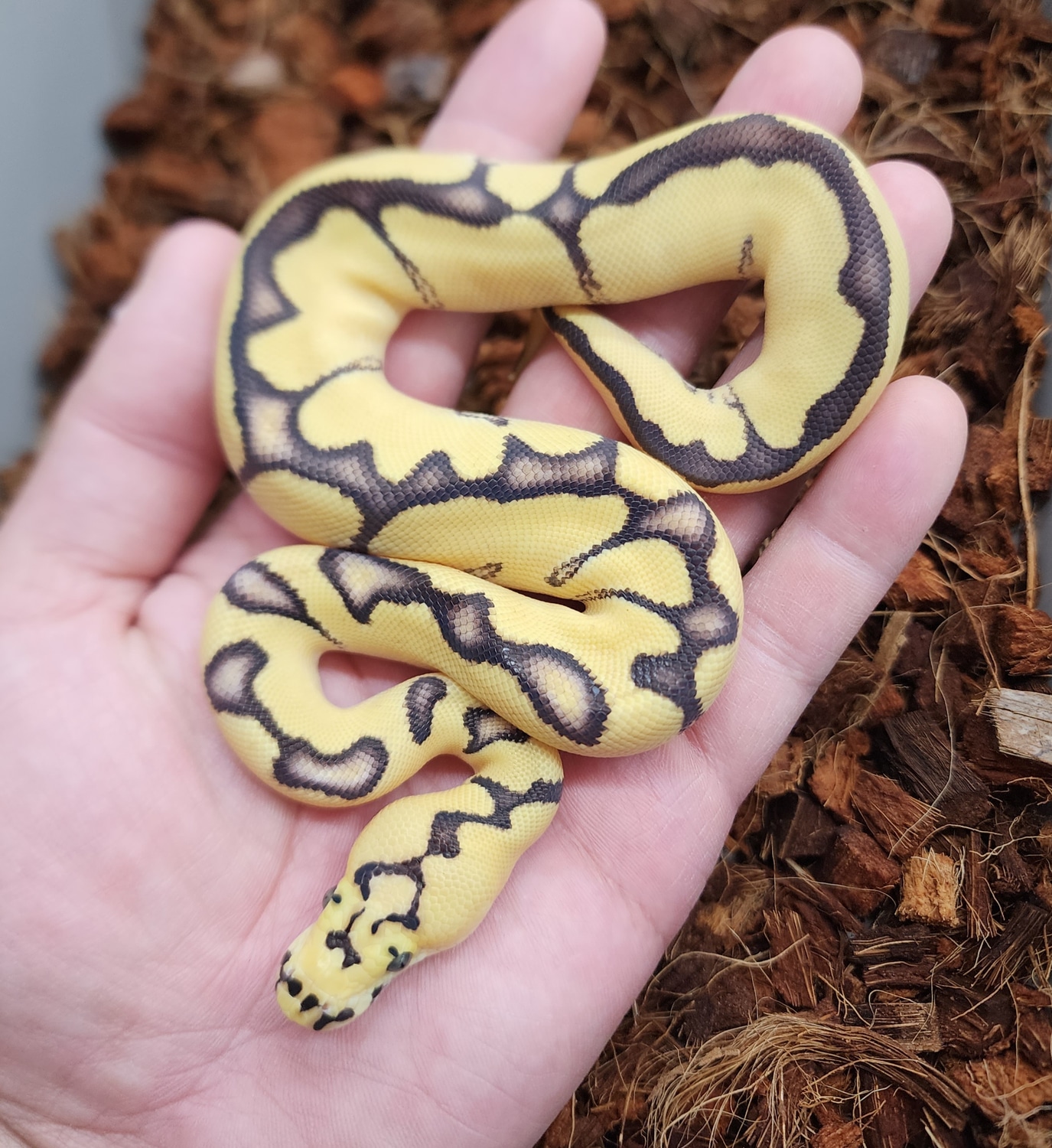 Pastel Od Enchi Clown Ball Python by Bobs Balls - MorphMarket