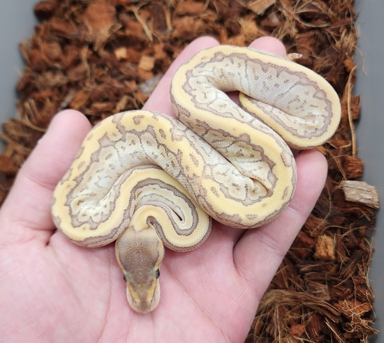 Mystic Special Pin Ball Python by Bobs Balls