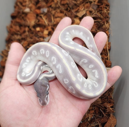 Mystic Potion Ball Python by Bobs Balls